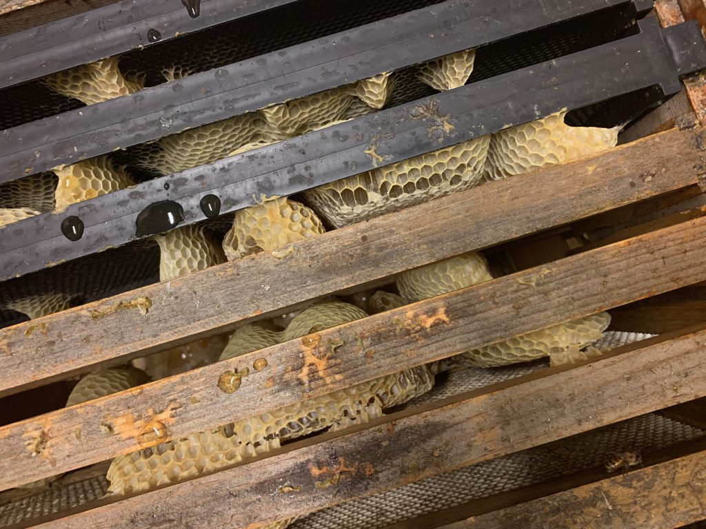 Types of Comb and What They Tell Us About Our Bees - Backyard Beekeeping